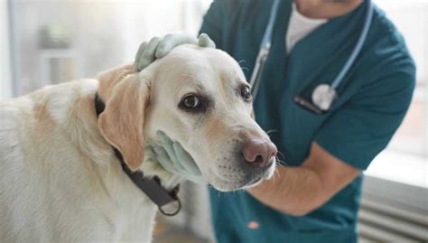 Thyroid Cancer In Dogs Symptoms Diagnosis And Treatment
