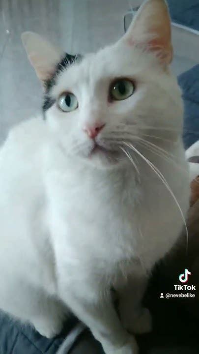 Terry Crews With Neve And I Need You And I Miss You Cat Whitechicks