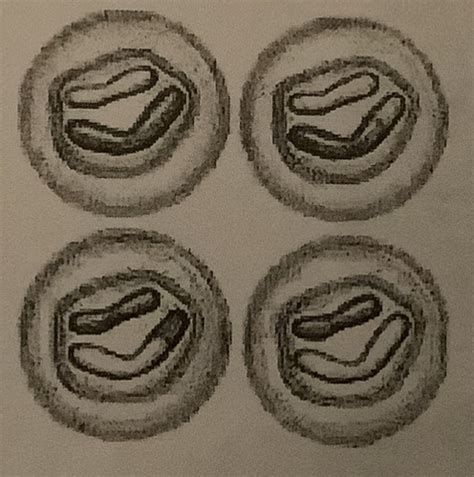 Meiosis Flashcards Quizlet