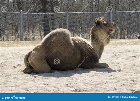 One Hump Camel Stock Images Image 4951864
