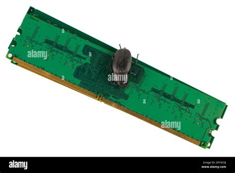 Bug On Pc Memory Module Computer Error Concept Isolated On White