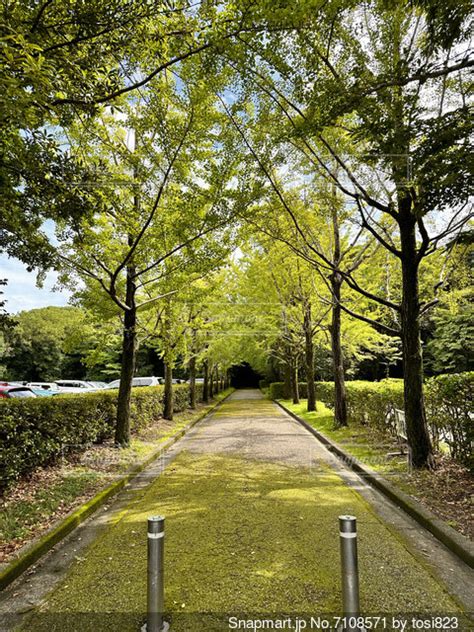 背景に木々がある背の高い草の列の写真・画像素材 7108571 Snapmart（スナップマート）