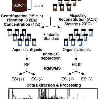 Schematic Of The Untargeted Metabolomics Approach Established And Download Scientific Diagram