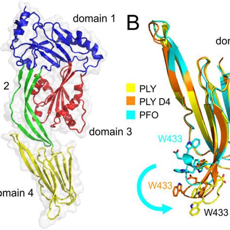 The Conserved Interface Between Adjacent Pneumolysin Monomers A The Download Scientific