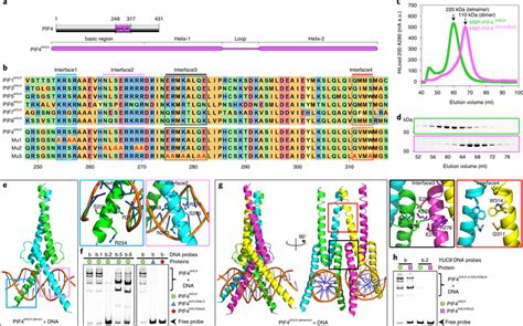 Overall Structure Modelling Of The Pif4bhlh Dna Complex A B Domain