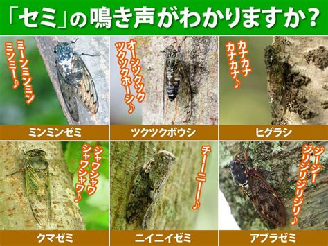夏の風物詩「セミ」の鳴き声がわかりますか？ ウェザーニュース
