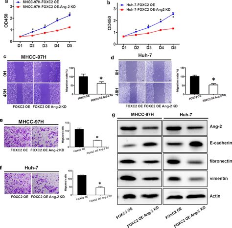 Knockdown Of Ang 2 In Mhcc 97h And Huh 7 Cells With Foxc2 Download
