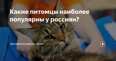 Какие питомцы наиболее популярны у россиян Аргументы и факты Aif
