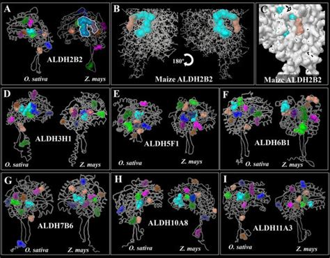 Pockets And Ligand Binding Sites Comparison Prediction And Structural