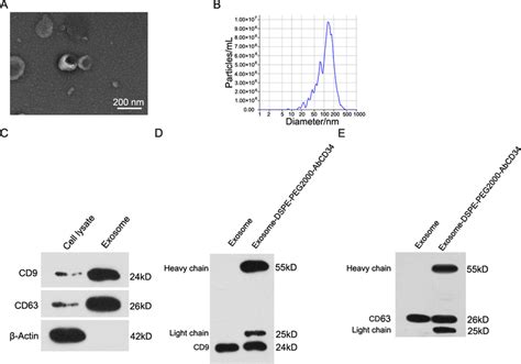 Preparation Of And Characterization Of Exosome Dspe Peg Abcd34 A The Download Scientific