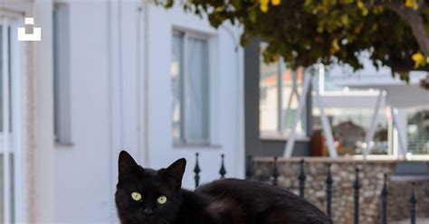 하얀 기둥 위에 앉아 있는 검은 고양이 사진 Unsplash의 무료 Фон 이미지