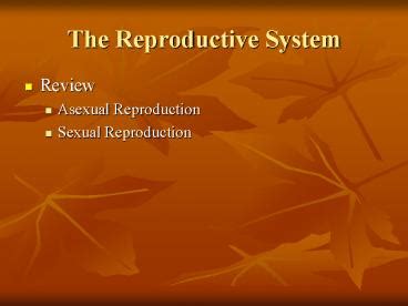 PPT The Reproductive System PowerPoint Presentation Free To Download Id E ZDk O