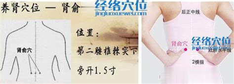 肾俞穴位位置图 按摩肾俞穴的作用与好处 经络穴位网