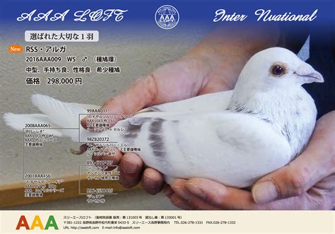 Columba Bird Japaneseclass Jp