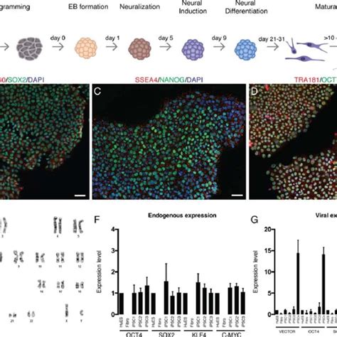 Human Induced Pluripotent Stem Cell Ipsc Derived Motor Neurons Mns