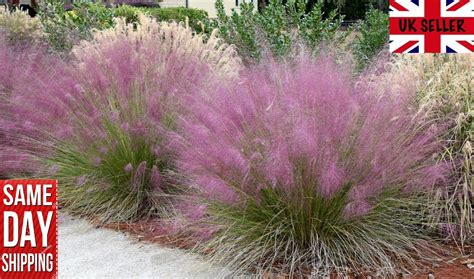 Muhly Grass Pink Cloud Muhlenbergia Capillaris 20 Seeds Speedyseeds