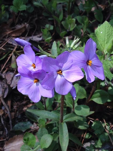Phlox Stolonifera Sherwood Purple