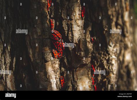 Red Bug Accumulation Of Soldier Bugs Red Beetles In Sun Flock Of