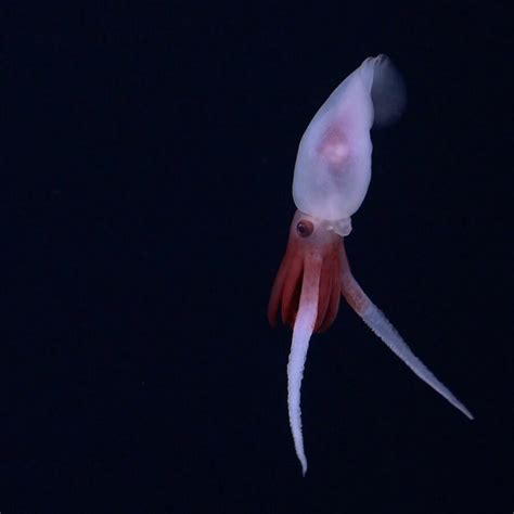 20 Suspected New Marine Species Arise From Schmidt Ocean Institutes