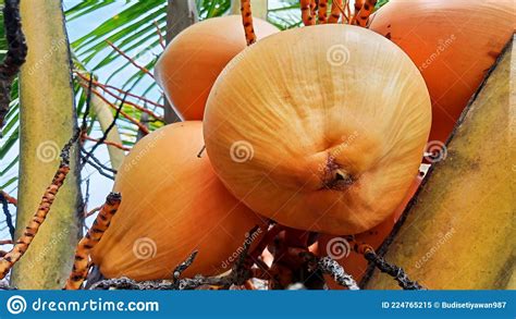 Cocos Nucifera Yellow Coconut Stock Image Image Of Yellow Coconut