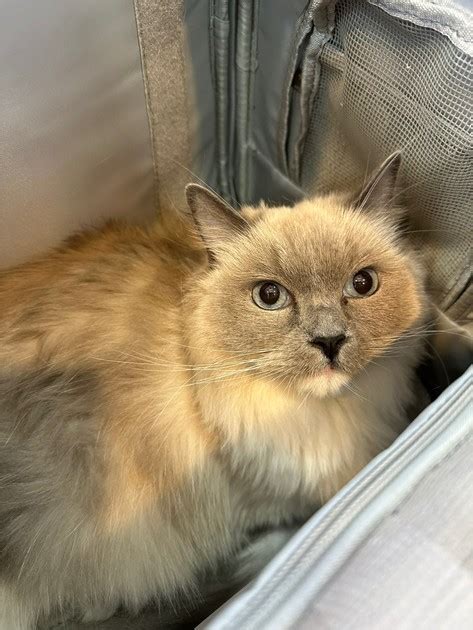 렉돌 토토 포메라니안키우는방법 말티즈키우는방법 말티푸키우는방법 푸들키우는방법 먼치킨키우는방법 랙돌키우는방법 브리티쉬숏헤어키우는방법 스코티쉬폴드키우는방법 러시안블루키우는방법