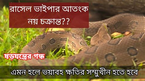ভেবে দেখেছেন কি এটা আতংক নাকি চক্রান্ত। রাসেল ভাইপার। বাংলা কৃষি