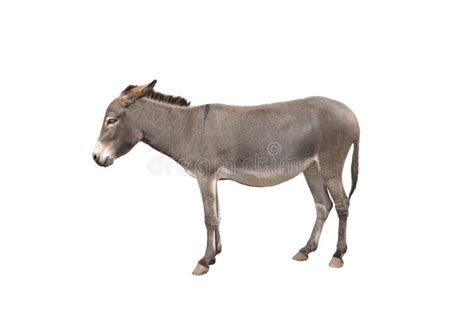 Esel Isoliert Auf Weißem Hintergrund Stockbild Bild Von Tier