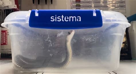 Proibido cobras agentes de saúde pedem que pessoas picadas não levem