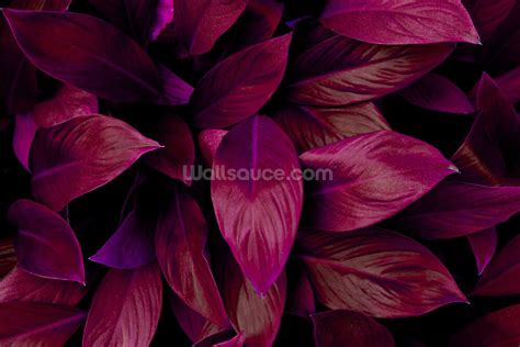 Deep Fuchsia Leaves Wallpaper Wallsauce Ca