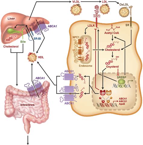 Figure 1 From Roles Of The Mevalonate Pathway And Cholesterol