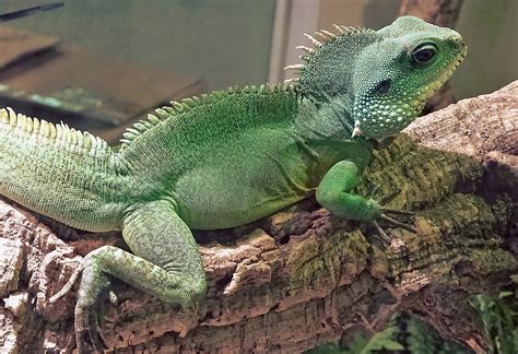Leguan