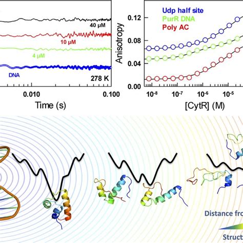 Rapid Non Specific Binding Of Cytr To Dna Driven By Continuous Download Scientific Diagram