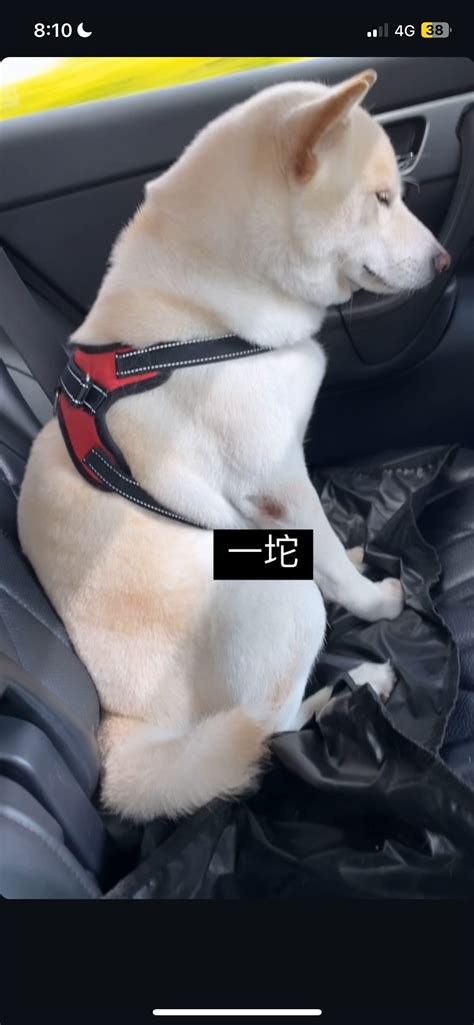 在山上 晚上7 40左右不見的 白色柴犬有穿紅色背帶 他叫做奶油 找狗的時候有一台白色休旅車經過 車牌好像是55什麼的 如果是車主把狗抱走