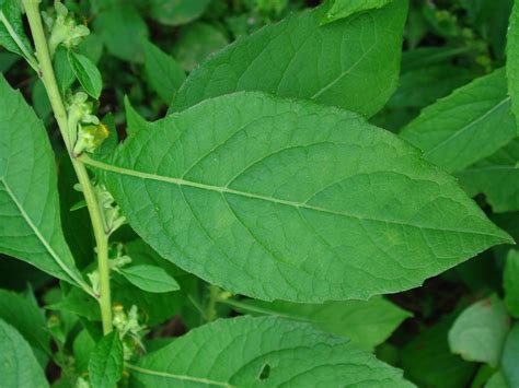 Carpesium Abrotanoides L