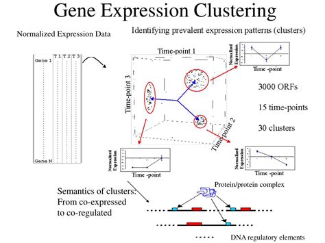 ppt basic gene expression data analysis clustering powerpoint