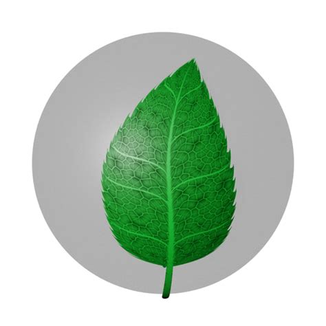 Blenderkit Download The Free Leaf Material