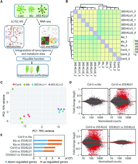 Overview Of The Transcriptome Changes A Schematic Representation Of