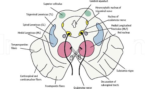 Figure 2 From Mesencephalon Midbrain Semantic Scholar