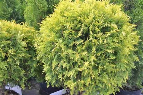 Golden Globe Arborvitae For Sale Online Dwarf Size — Gardens Of The