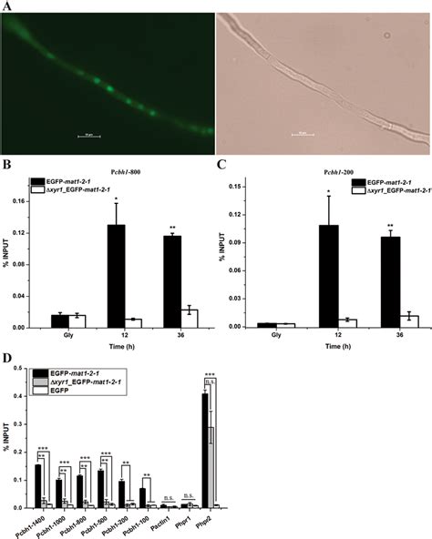 Mat1 2 1 Recruitment To The Cbh1 Promoter Is Dependent On Xyr1 A