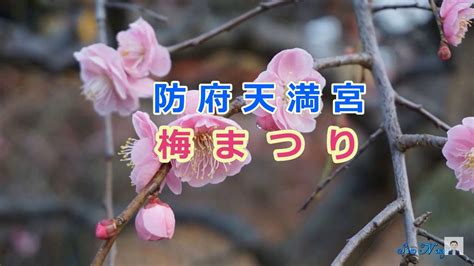 防府天満宮 梅まつり Youtube