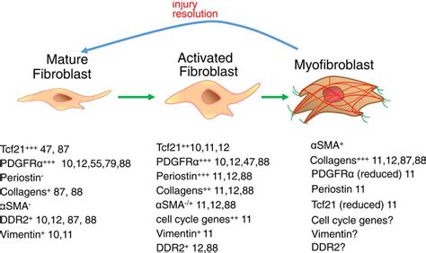 P53 Regulates The Extent Of Fibroblast Proliferation And 54 Off