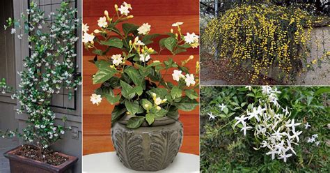 17 Types Of Jasmine Flowers Jasmine Plant Varieties