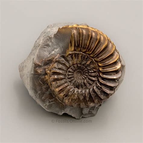 Lg Fossil Pyritized Ammonite Pleuroceras Jurassic Germany