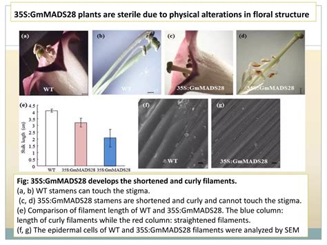 1 Abcde Flower Model Pptx