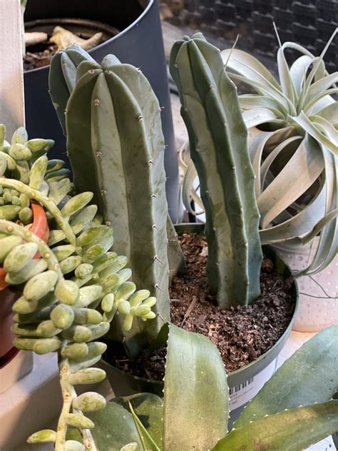 8 Premium Cactus Assorted Flowers Talk Tivoli