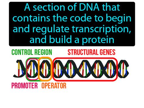 Video What Is An Operon Easy To Understand