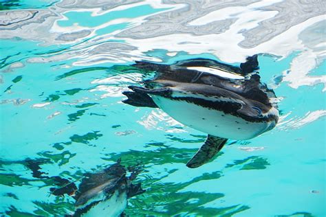 日本－大阪周遊卡免費景點 天王寺動物園 個人並不推薦 貓奴夏的生活筆記