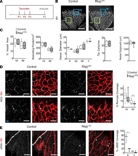 Decreased Pericyte Coverage In Rbpj IΔpc Mice At P5 A Diagram Of
