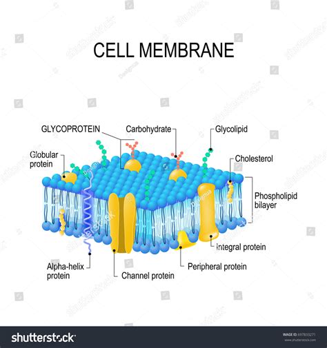 Phospholipid Bilayer Model
